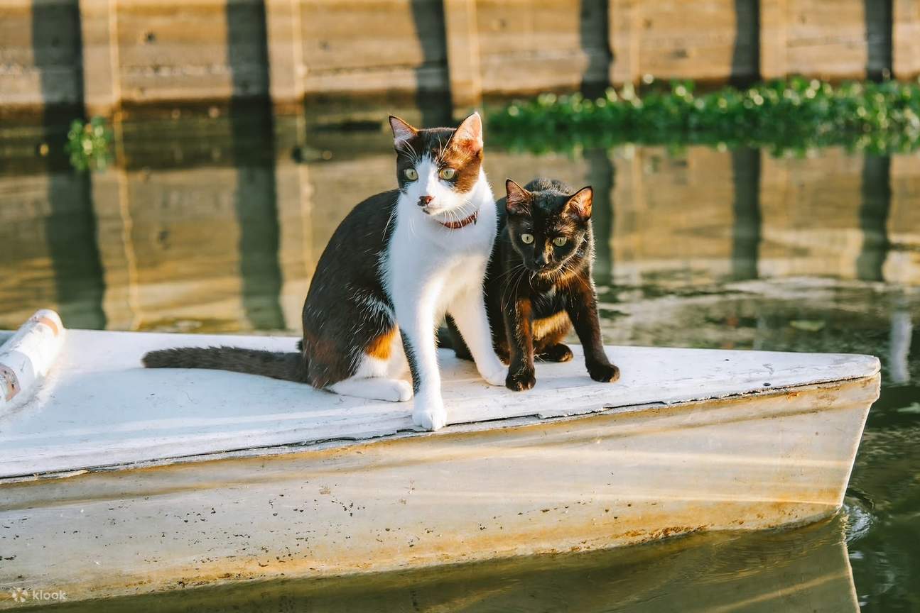 Cat boat & sunset in Bangkok - Klook Australia